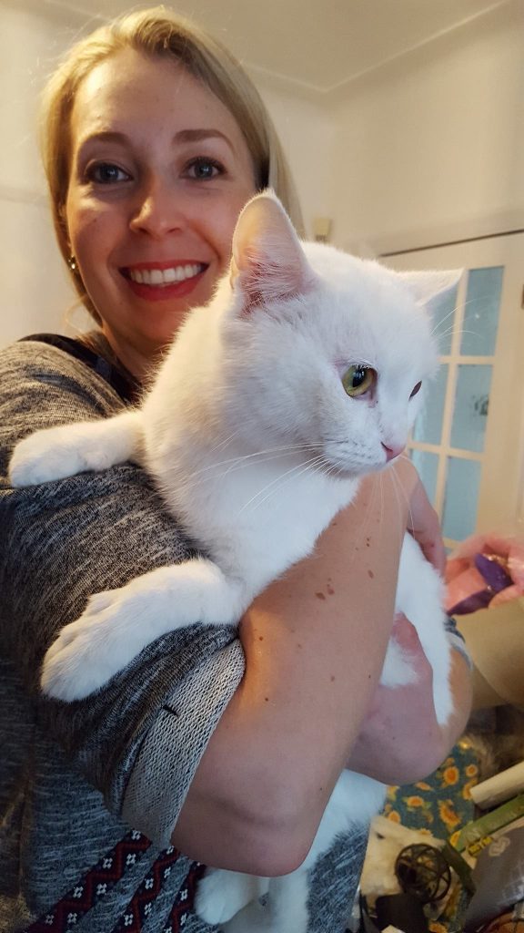 KAYA – Rescue And Rehoming Persian And Other Pedigree Cats