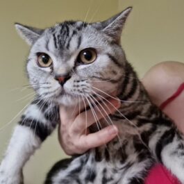 Cats available for adoption – Rescue And Rehoming Persian And Other ...