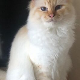 Cats available for adoption – Rescue And Rehoming Persian And Other ...